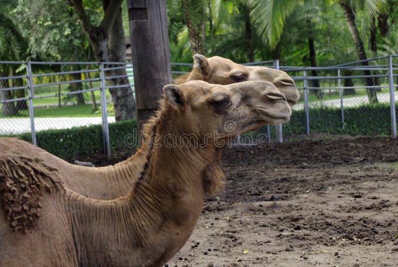 Love Couple Camels in the Zoo Stock Photo - Image of camels, couple ...