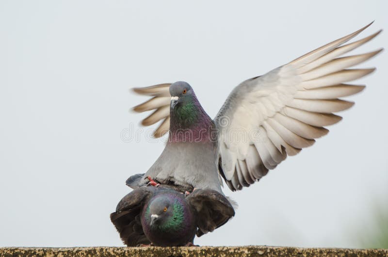 Love and Courtship in Pigeons Stock Image - Image of making, nature ...