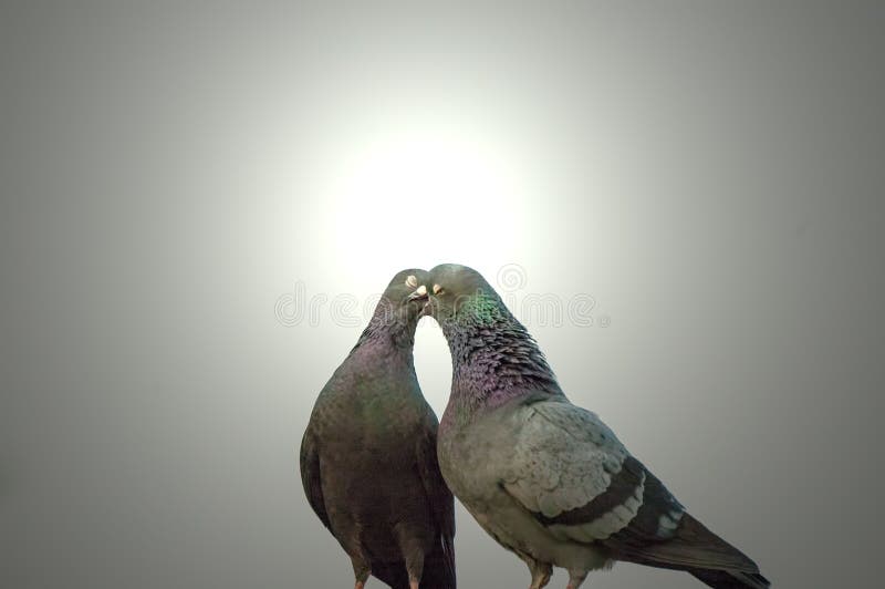 Love and Courtship in Pigeons Stock Photo - Image of mating, courtship ...