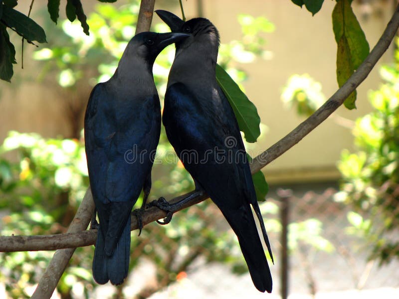 Ravens in love stock photo. Image of cold, black, difficult - 30222494