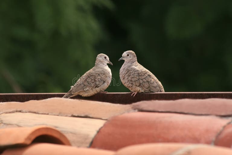 Love Doves stock photo. Image of birds, bird, shape, edge - 1234334