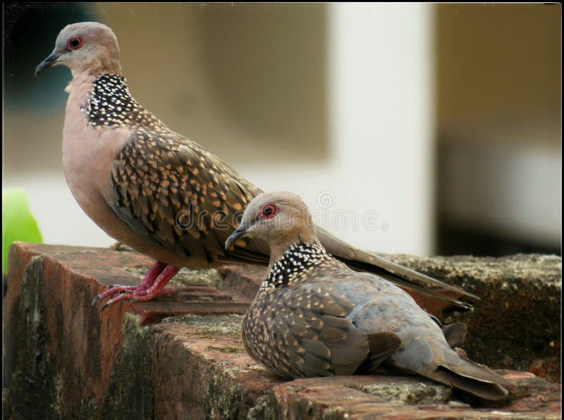 Love Doves stock photo. Image of doves, couple, love - 117867744