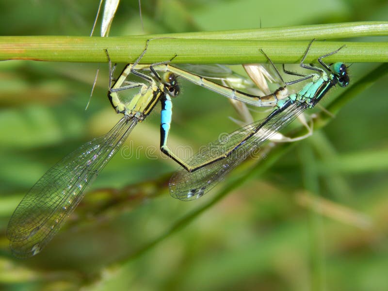 Dragonfly in love stock photo. Image of macro, buzz, dragonfly - 28566778