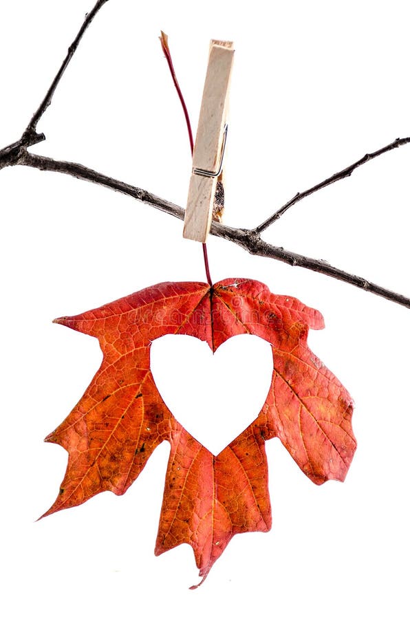 Love fall stock image. Image of tree, trendy, nature - 46775847