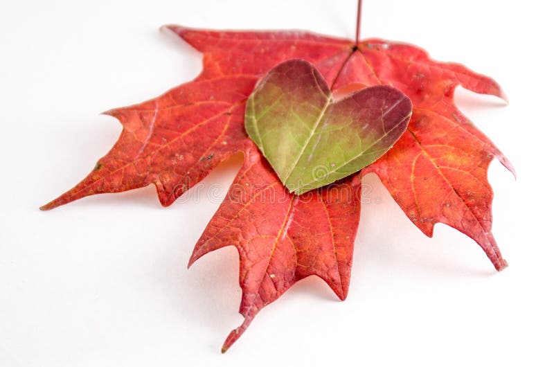 Love Fall with a Heart Cut into the Leaf Stock Image - Image of fall ...