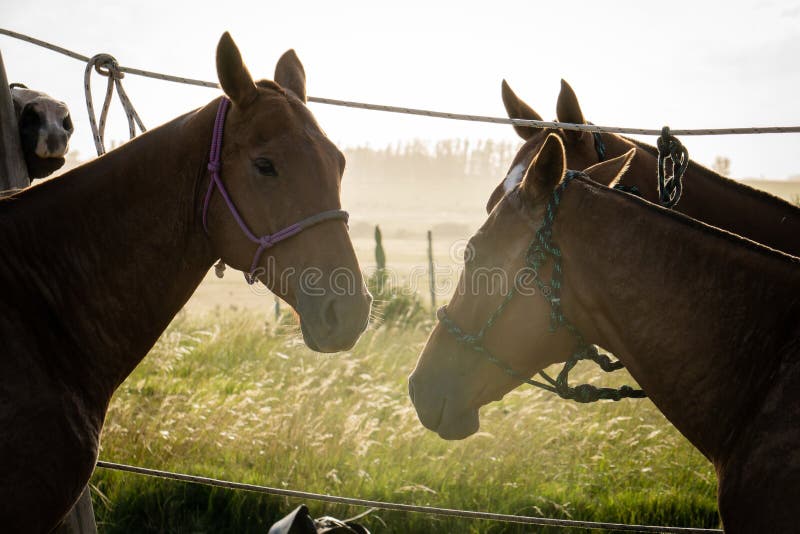 Love at first sight stock image. Image of equestrian - 134940177
