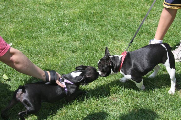 2,350 Animal First Look Stock Photos - Free & Royalty-Free Stock Photos ...