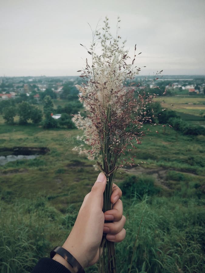 Love in flo stock photo. Image of hill, blossom, morning - 213905528
