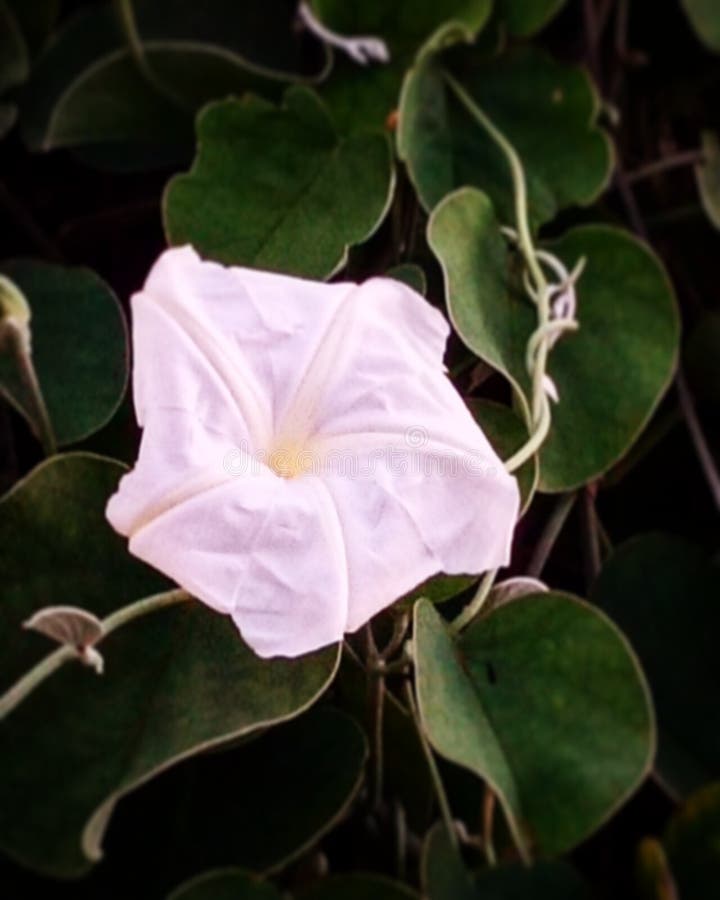 Love for flowe stock image. Image of green, flowe, herb - 191019951