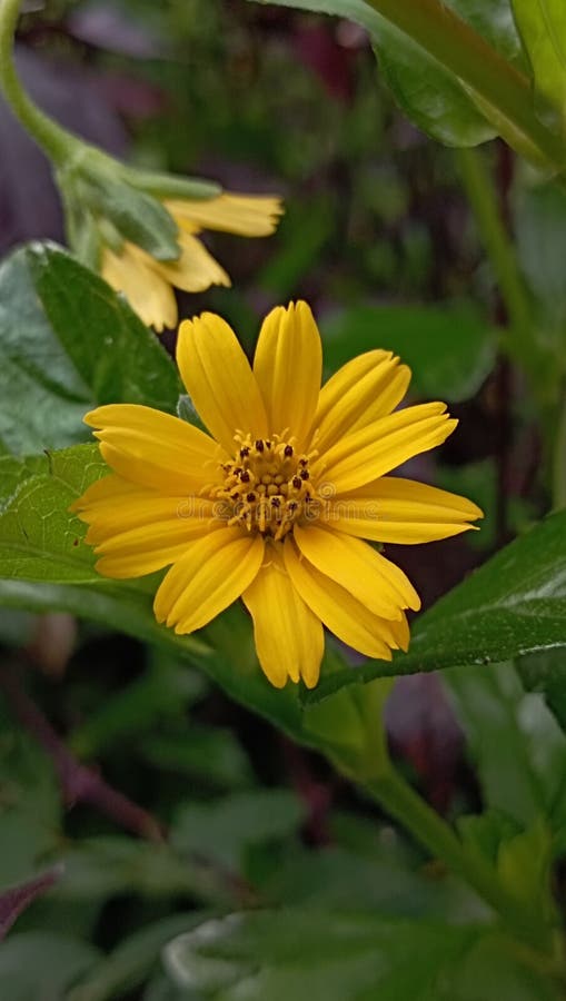 Love is Flower Like, Friendship is Like a Sheltering Tree Stock Photo ...