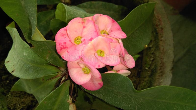 Love flower real nature stock image. Image of flower - 120991067