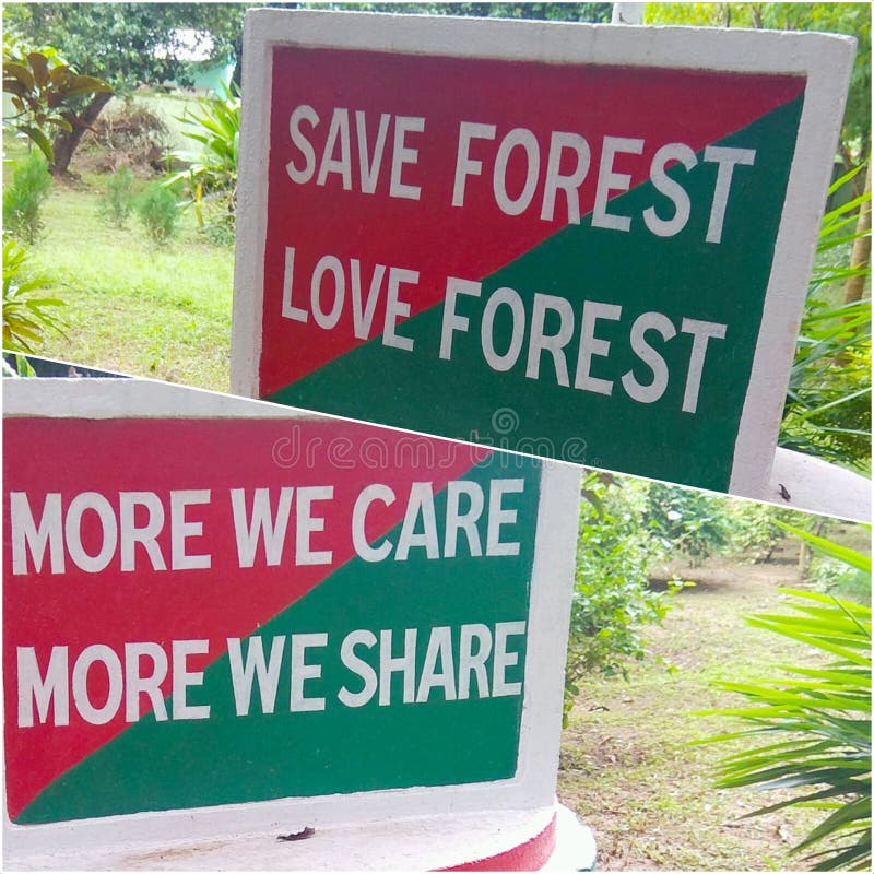 Save forest stock image. Image of forest, verybeautiful - 131163061