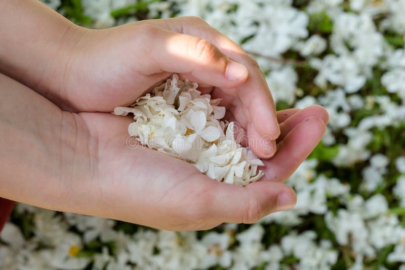 144 Hands Giving Receiving Flower Stock Photos - Free & Royalty-Free ...