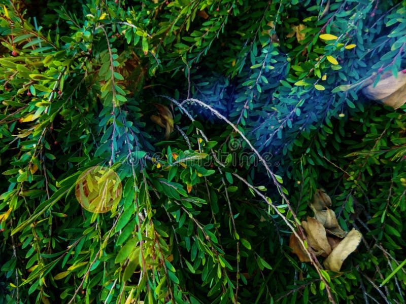 Love Green nature stock photo. Image of live, leaf, love - 163655254