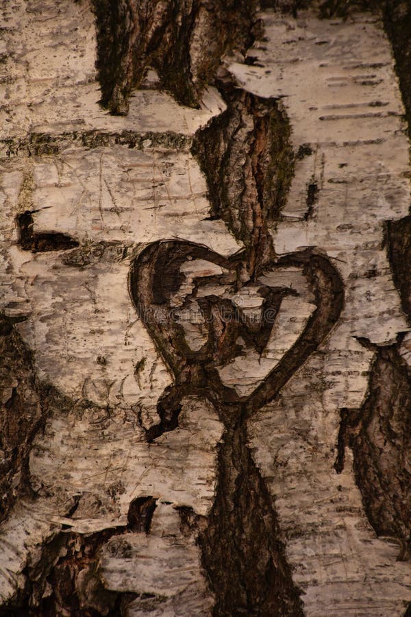 Love Heart Carved on a Birch Tree Bark with Initials Carved Many Years ...