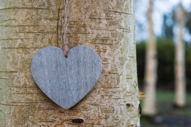 Heart in the Trunk of a Tree Stock Image - Image of brown, sign: 251011413