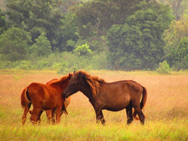 The love between horse stock photo. Image of horselover - 262258750