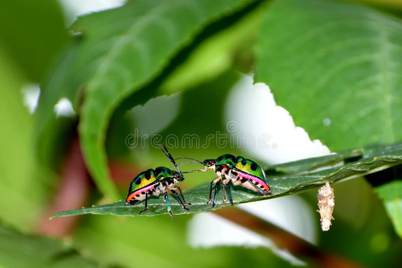 Love Insects. Two Beetles Sitting on a Plant Stock Image - Image of ...
