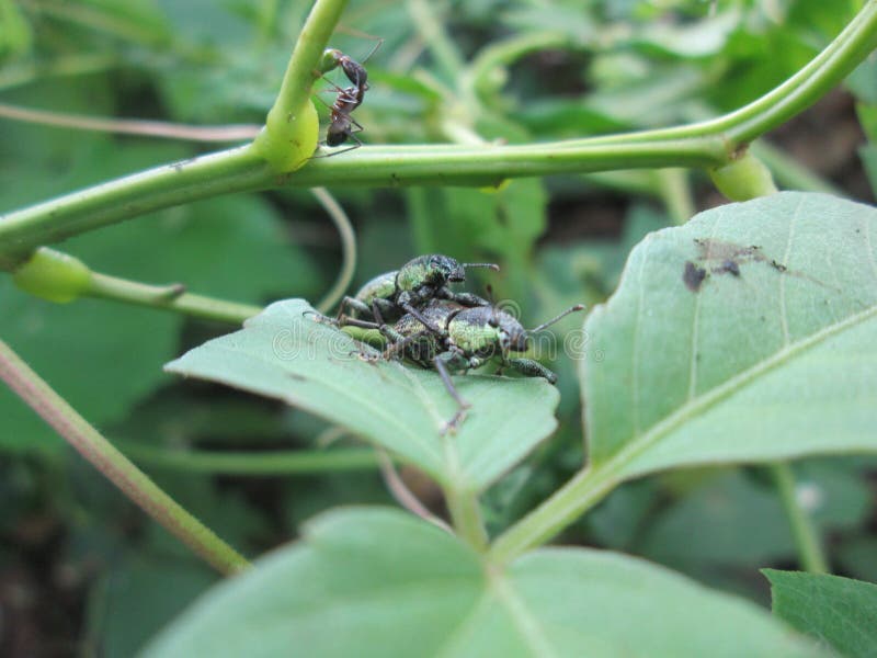 Love of a insects stock image. Image of small, loving - 98550867