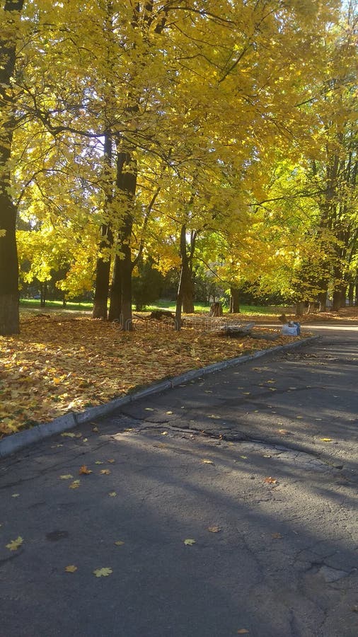 Trees in march stock image. Image of tree, love, journey - 139094267