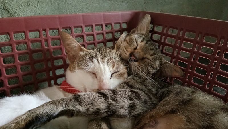 The Love of a Large Family of Cats Stock Image - Image of love, large ...