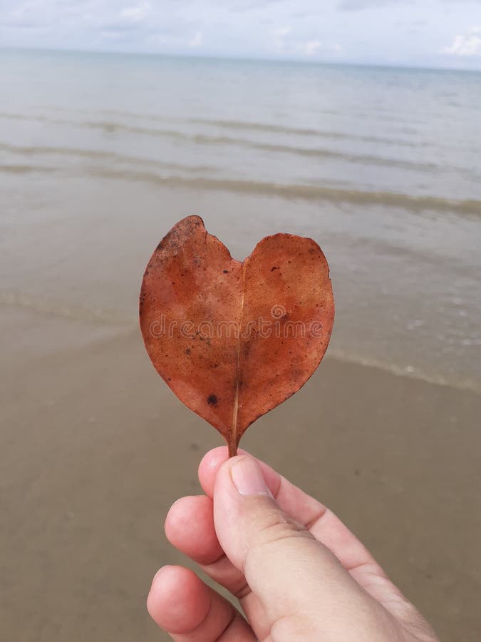 Love leaf in the beach stock image. Image of leaf, wood - 240228937
