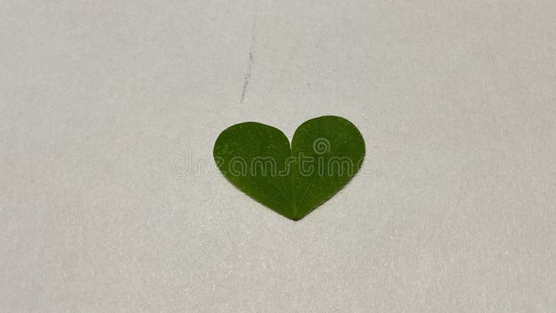 Love Leaf Beautiful Isolated on White Background Stock Photo - Image of ...