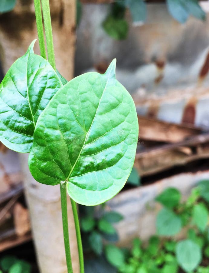 Love Leaf stock image. Image of leaf, love, herbal - 268254623