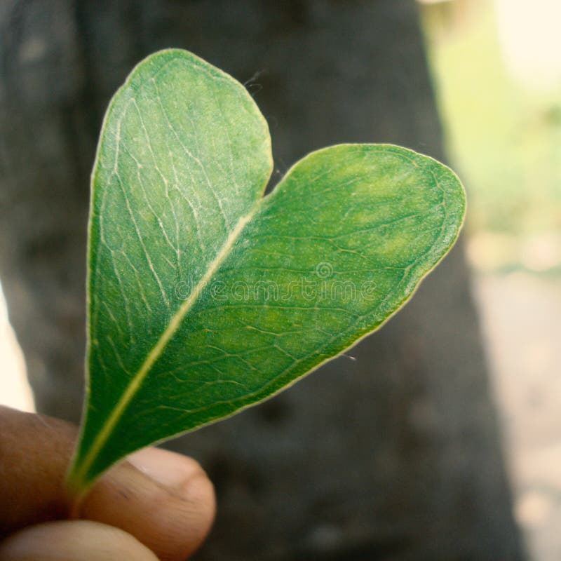 Love leaf stock image. Image of heart, plants, leaf - 123530915