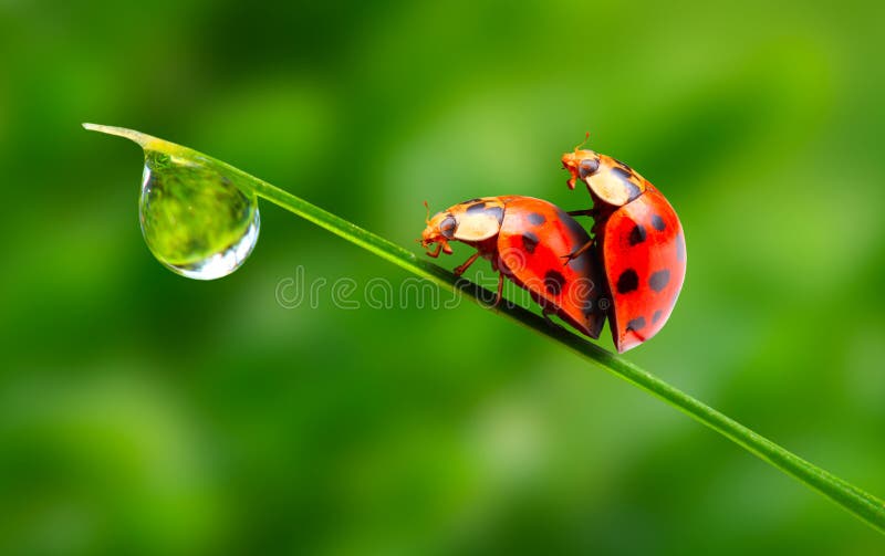 Love-making Ladybugs Couple. Stock Photo - Image of family, beetle ...
