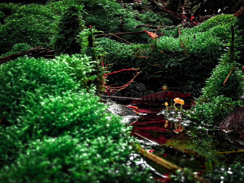 Mini Forest with Bamboo and Plants Stock Photo - Image of wood, natural ...