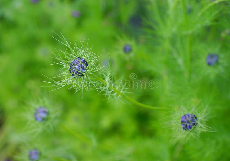 3,184 Purple Mist Flower Stock Photos - Free & Royalty-Free Stock ...