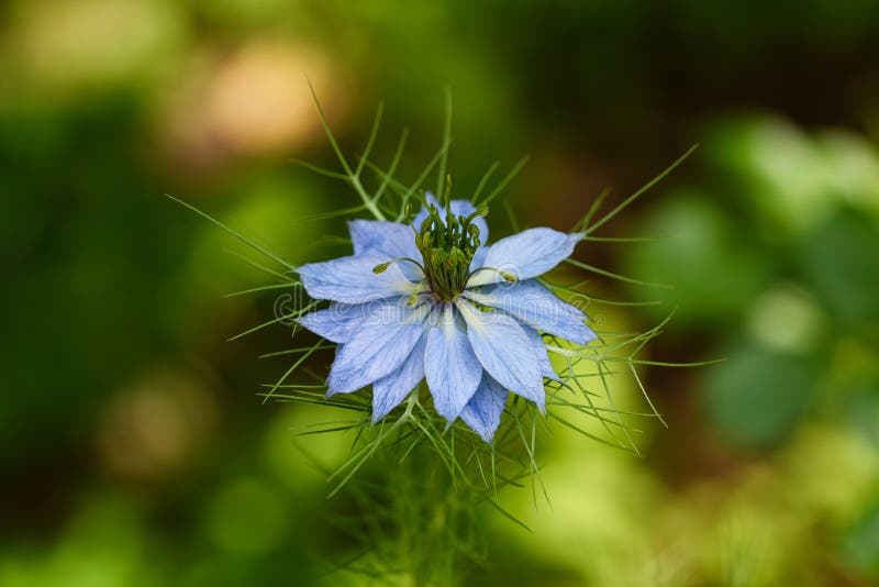 Nigella flowers stock photo. Image of mist, flora, botany - 281644638