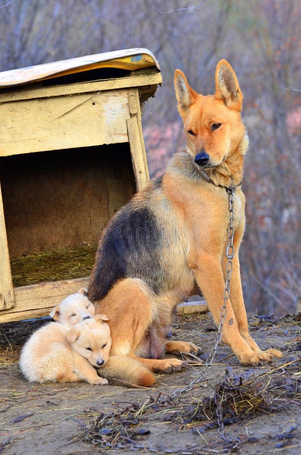 Mother dog and puppies stock image. Image of house, born - 28203869