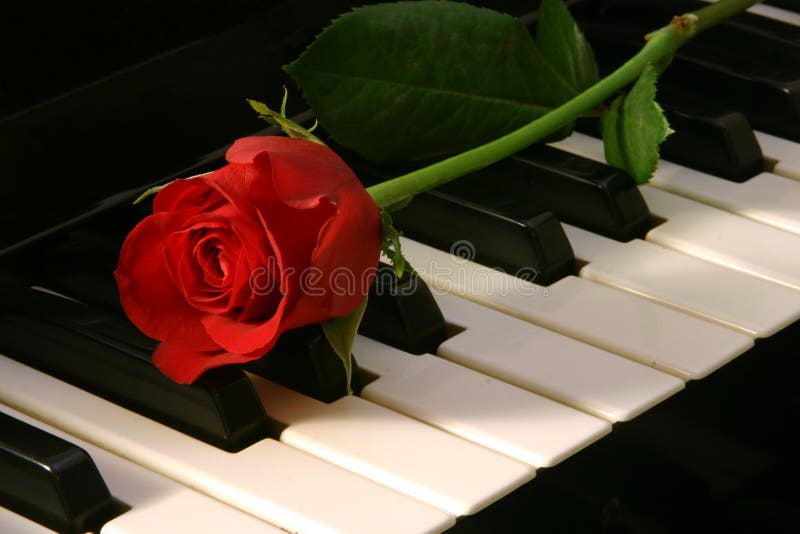 Love of Music - red rose stock photo. Image of passion - 498118