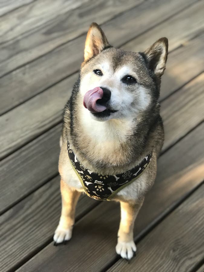 Love my best friend stock photo. Image of shiba, shibas - 146502300