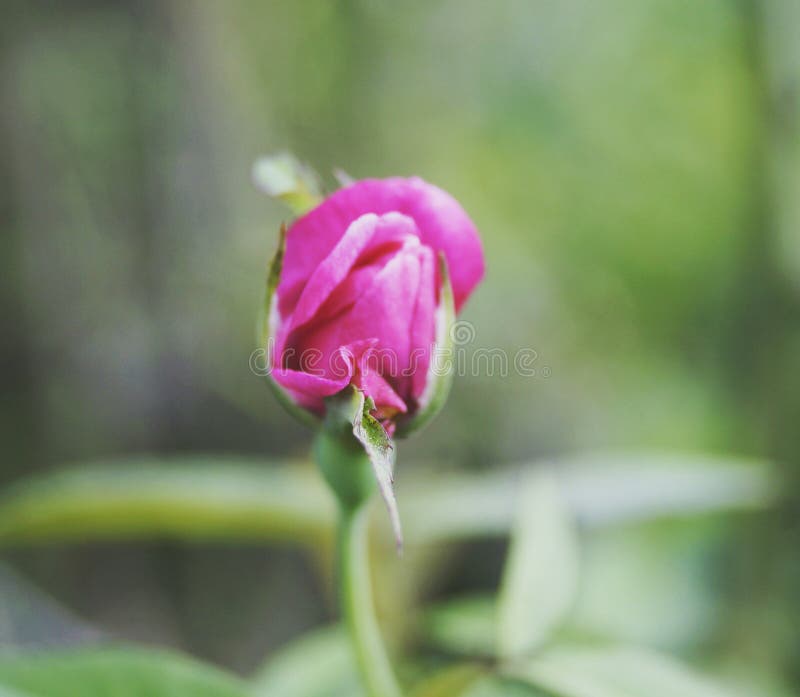 Love Nature Flower Gorgeous Stock Image - Image of awesome, love: 162903923