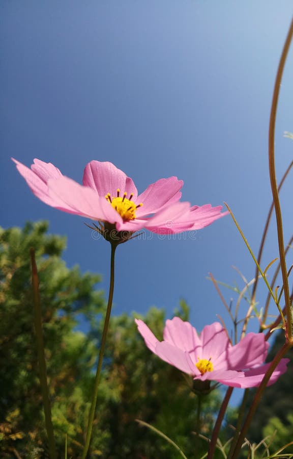 Love nature flowers stock photo. Image of nature, love - 102605494
