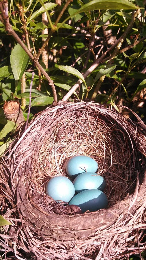 A Sign of Spring stock image. Image of sign, nest, love - 125365711