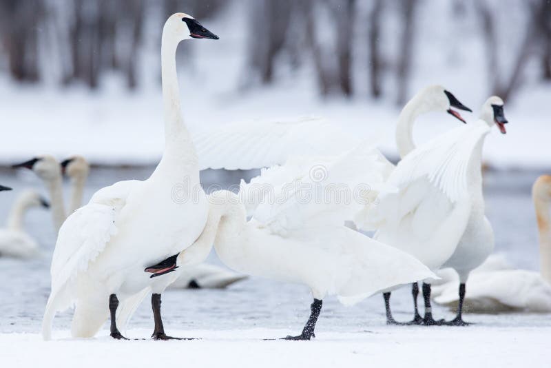 Swan affection stock image. Image of elegant, produce - 1549457