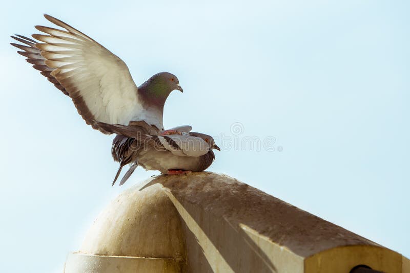 Love pair pigeons stock photo. Image of animal, beak - 87378674