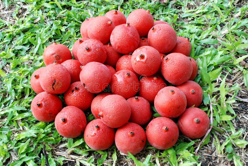 Love is (palm fruit) stock photo. Image of fall, leaf - 37274560