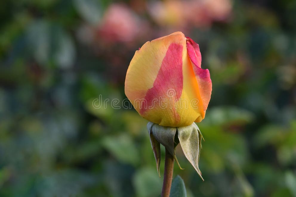 Love and Peace Yellow and Red Rosebud Stock Photo - Image of stem ...