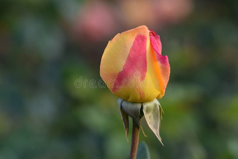 Love and Peace Red and Yellow Rosebud 02 Stock Image - Image of rosebud ...