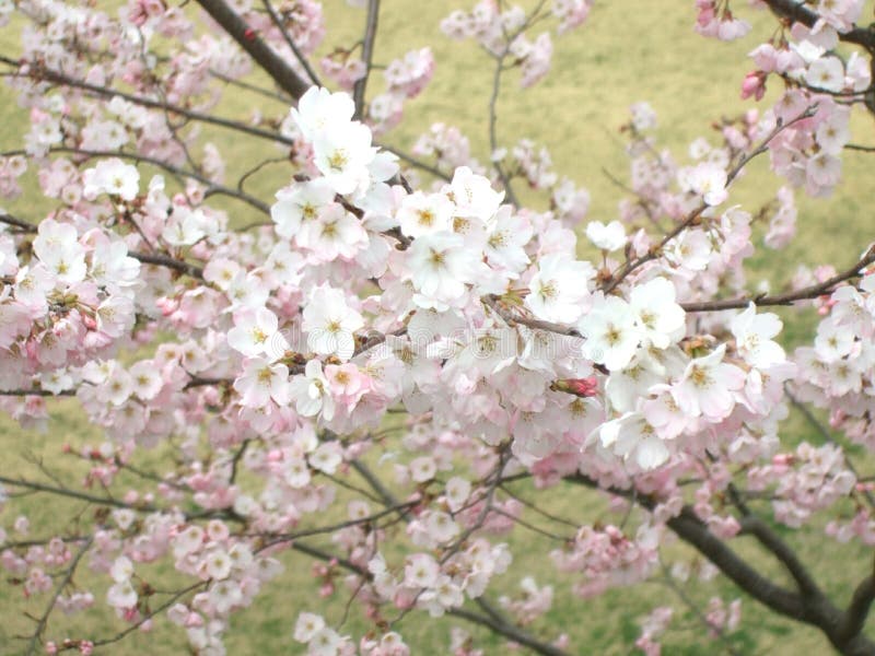 Love pink color @ sakura stock photo. Image of beautiful - 91570992