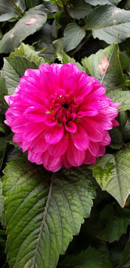 Love this Pink Full Flower Would Look Great in My Flower Pot Stock ...