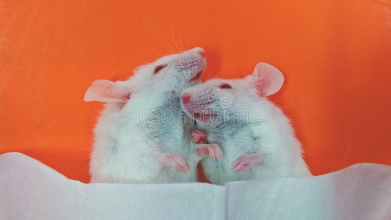 2,542 Rat Love Stock Photos - Free & Royalty-Free Stock Photos from ...