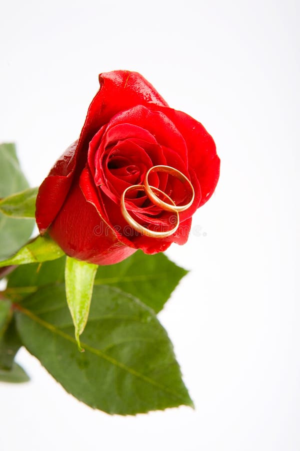 Romantic Red Rose stock photo. Image of love, colourful - 3232804