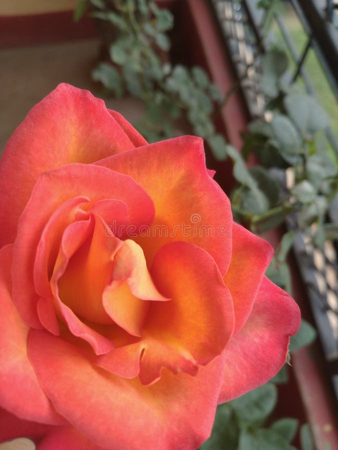 Love rose stock image. Image of rose, copy, beautiful - 126329231