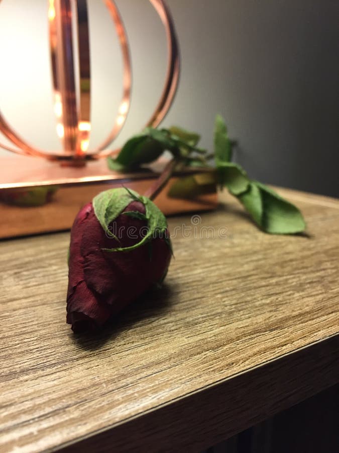 Love rose stock photo. Image of love, little, rose, valentine - 87765006